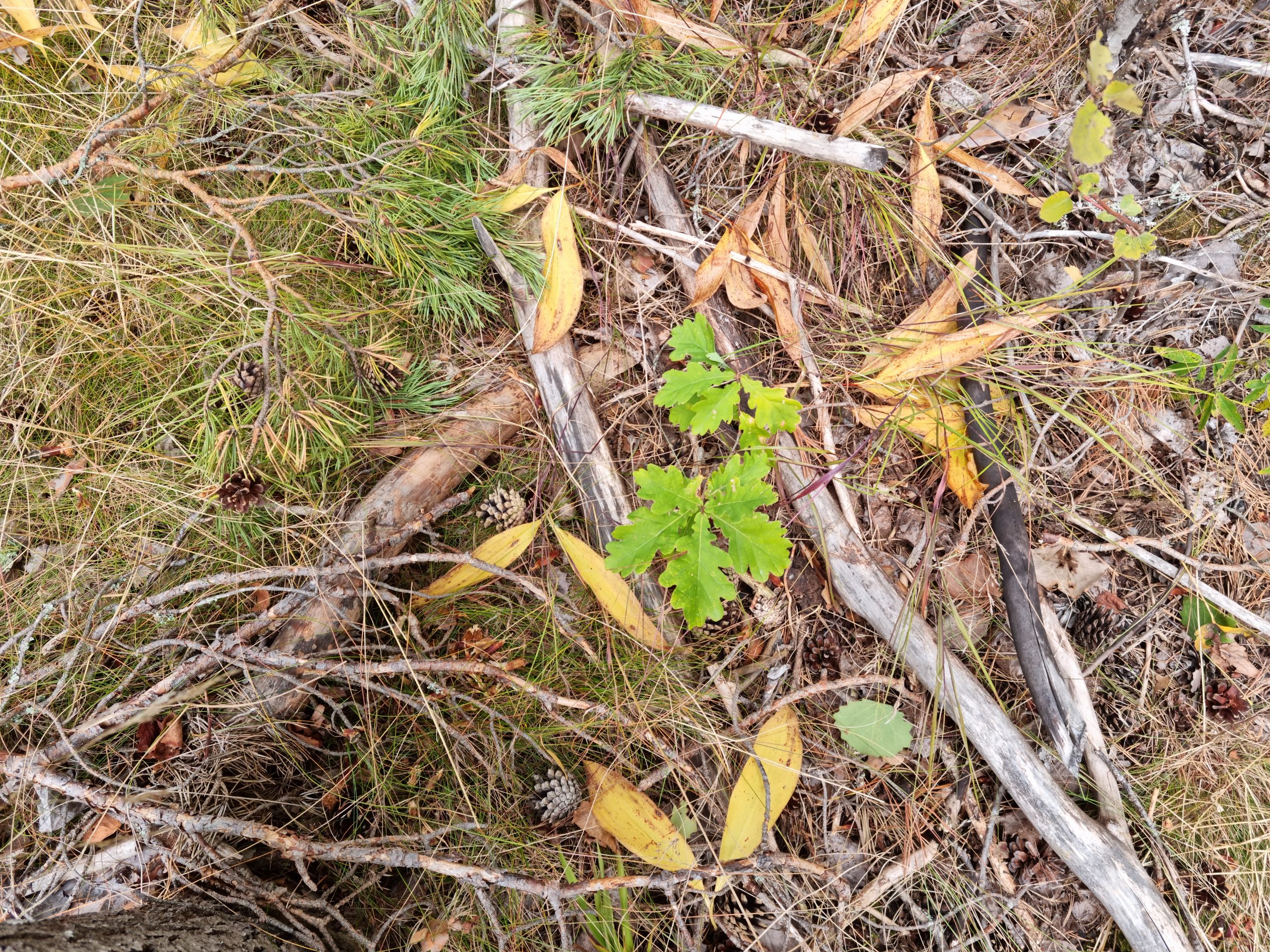 Elinkeinoelämän Oppilaitokset Ry:n tutkimuksen tulokset ammatillisen ...